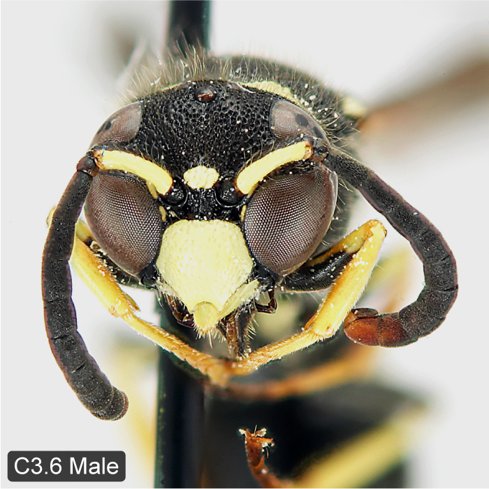 Ancistrocerus albophaleratus