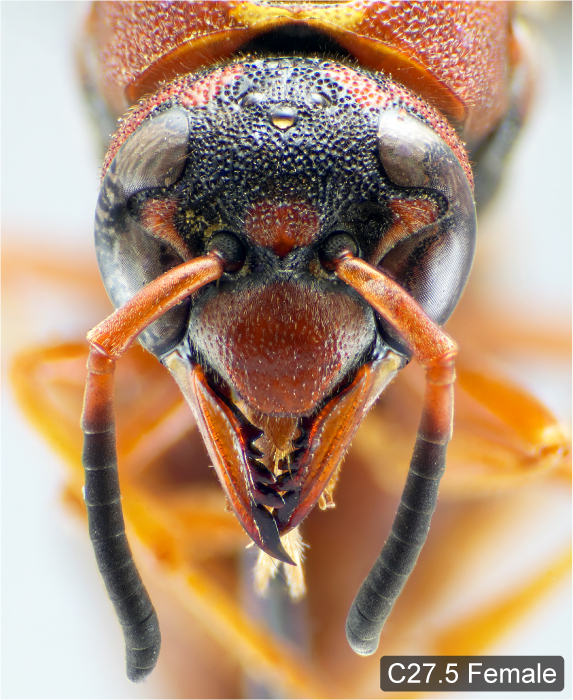 Euodynerus crypticus