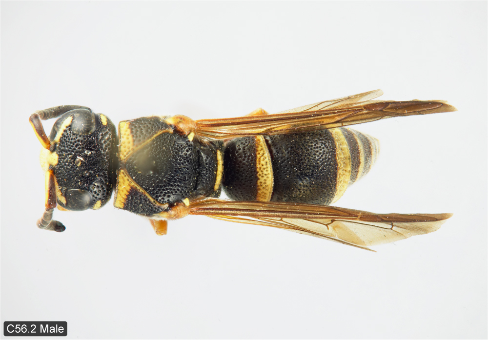 Stenodynerus fundatiformis