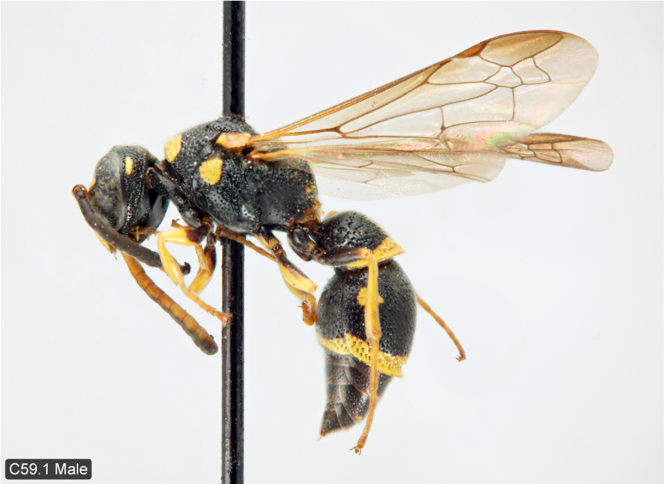 Stenodynerus krombeini