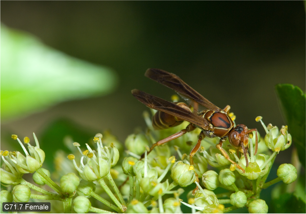Polistes bellicosus