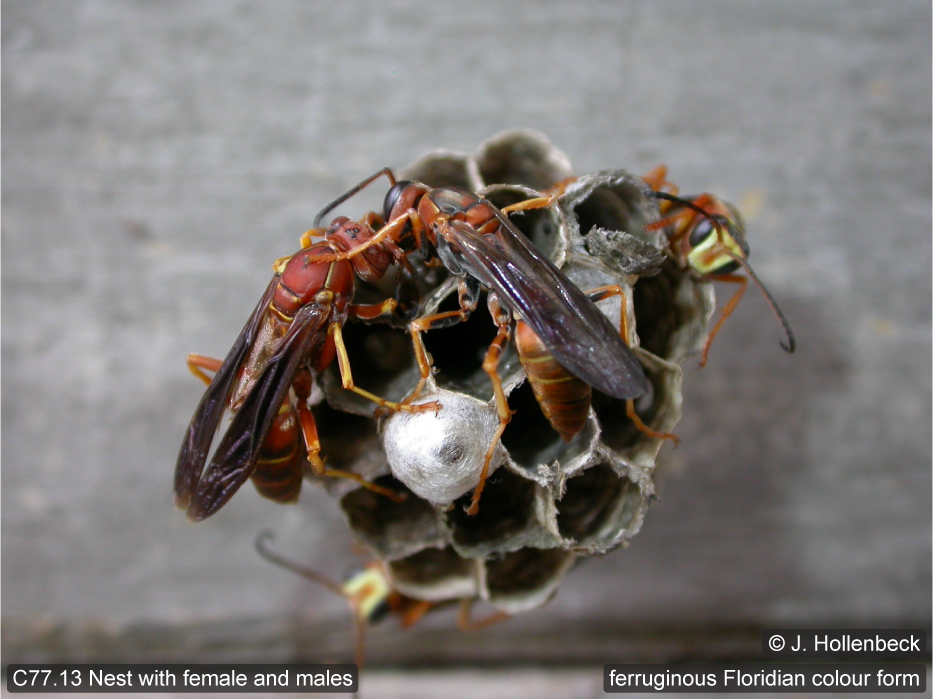 Polistes fuscatus