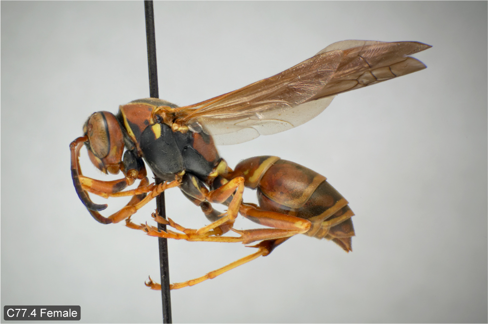 Polistes fuscatus
