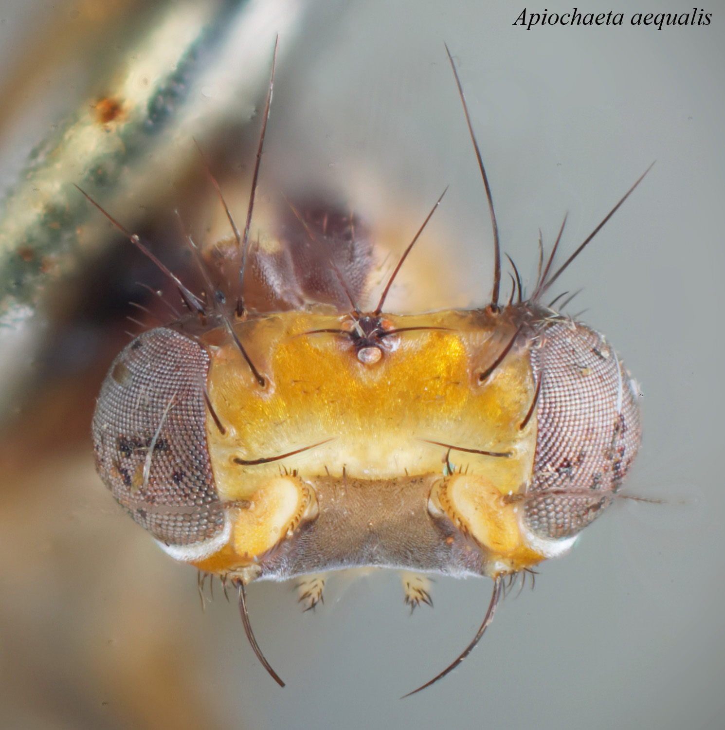 Key to the World genera and North American species of Clusiidae ...