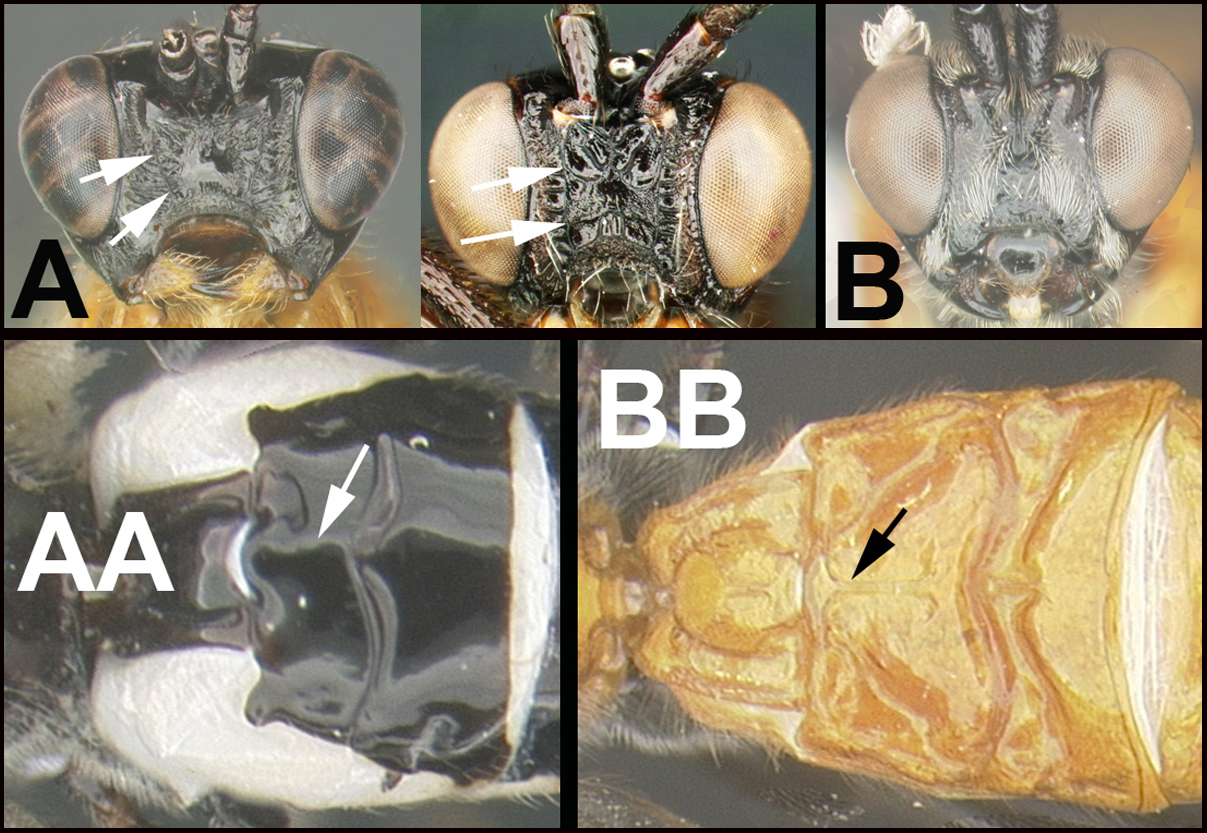 Key to the New World genera of Braconinae (Hymenoptera: Ichneumonoidea ...
