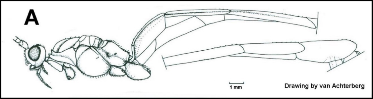 Key to the New World genera of Braconinae (Hymenoptera: Ichneumonoidea ...