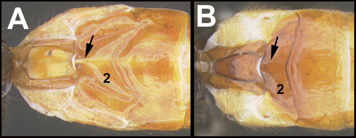 Key to the New World genera of Braconinae (Hymenoptera: Ichneumonoidea ...