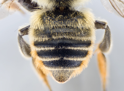 Key to the Megachile of Canada - Couplet 1