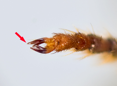 Key to the Megachile of Canada - Couplet 1