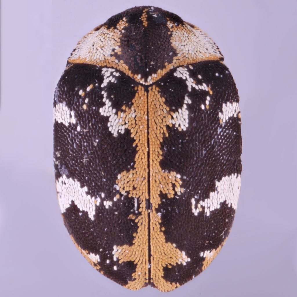 Dichotomous key to adults of economically important dermestids ...