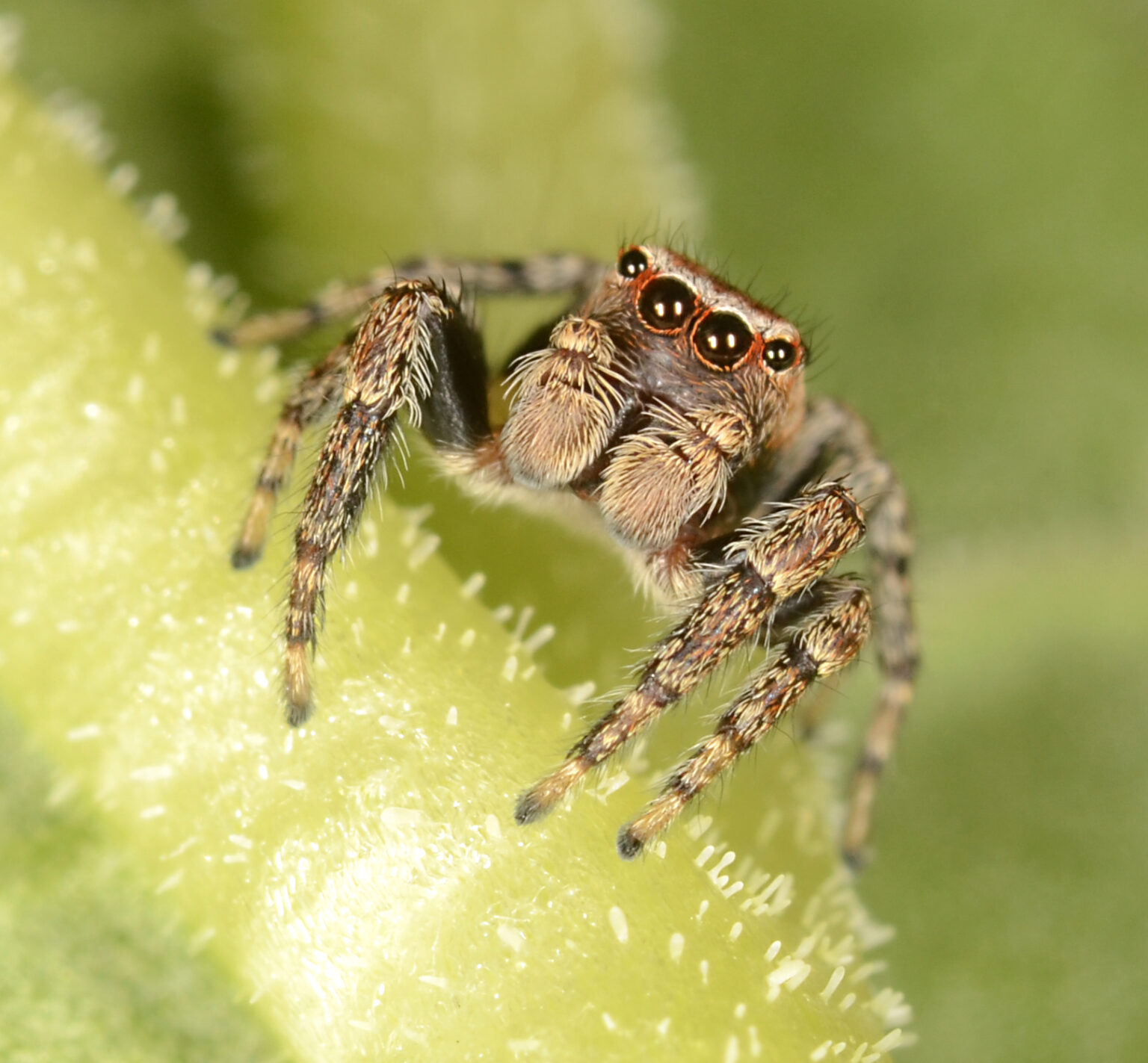 A beginner-friendly key to the spider families (Arachnida: Araneae ...