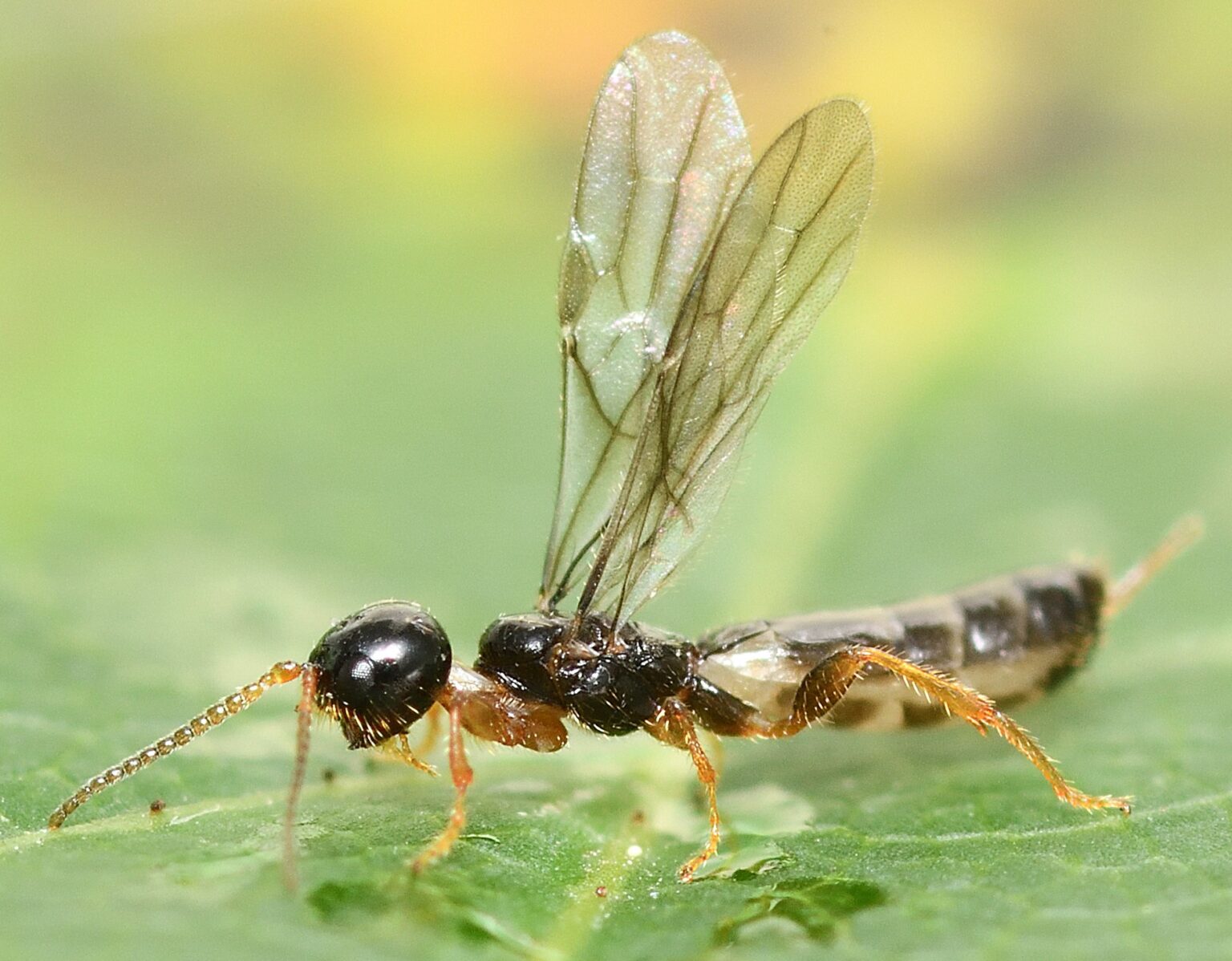 Key to the New World subfamilies of the family Braconidae (Hymenoptera) – Canadian Journal of ...