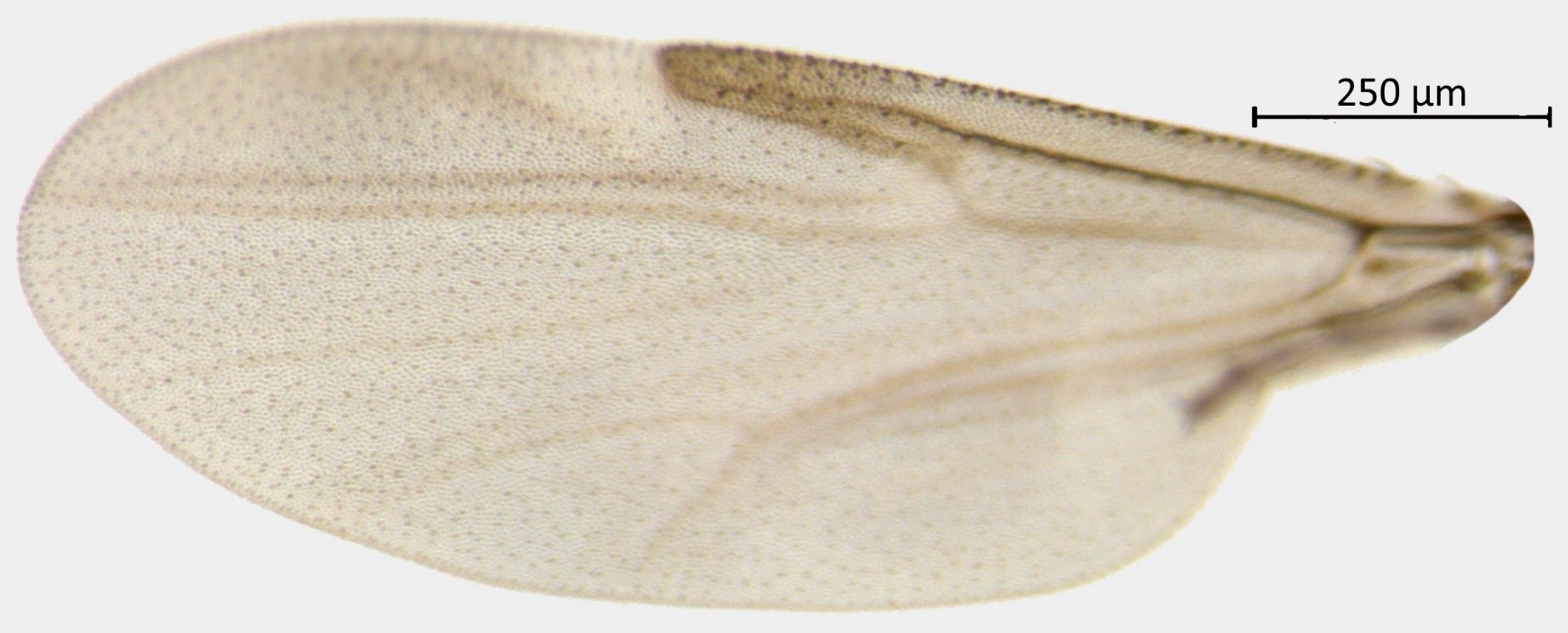 Culicoides (Diptera: Ceratopogonidae) of Ontario: A Dichotomous Key and ...