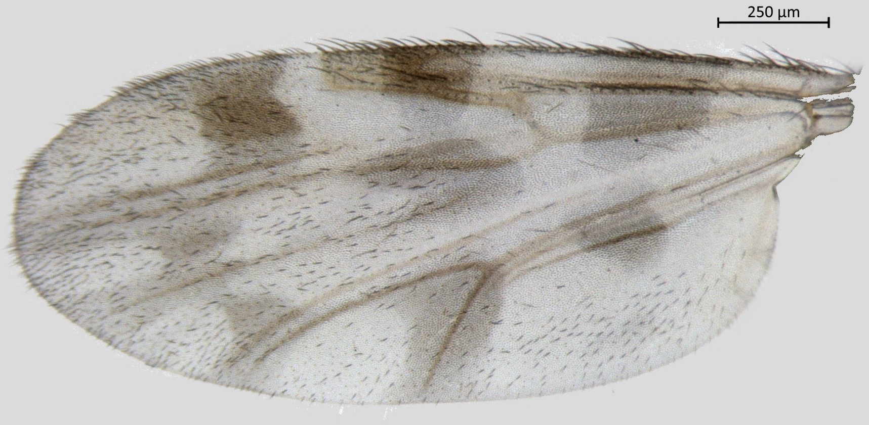 Culicoides (Diptera: Ceratopogonidae) of Ontario: A Dichotomous Key and ...