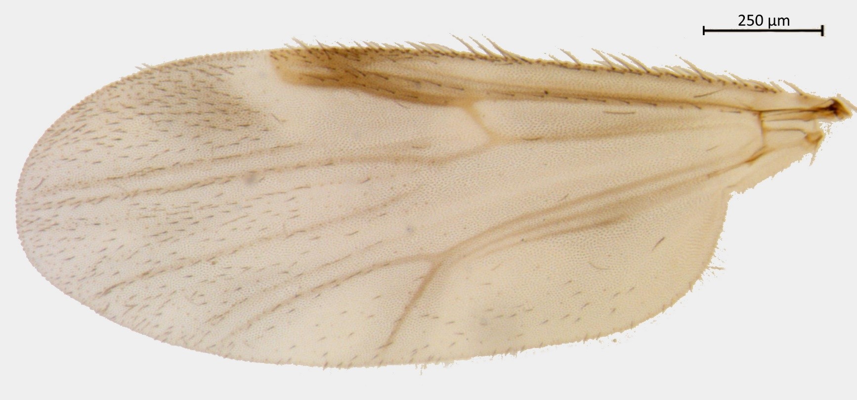 Culicoides (Diptera: Ceratopogonidae) of Ontario: A Dichotomous Key and ...