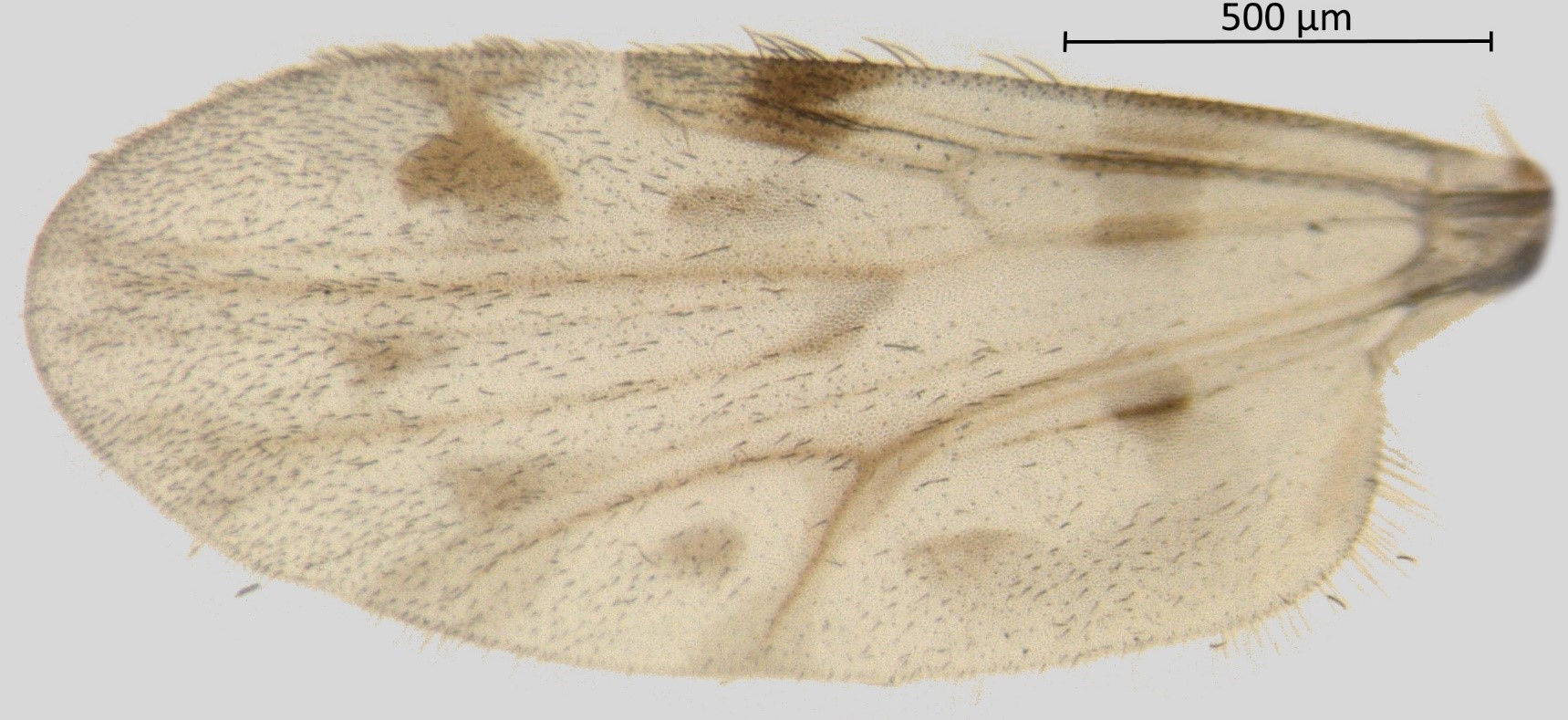Culicoides (Diptera: Ceratopogonidae) of Ontario: A Dichotomous Key and ...