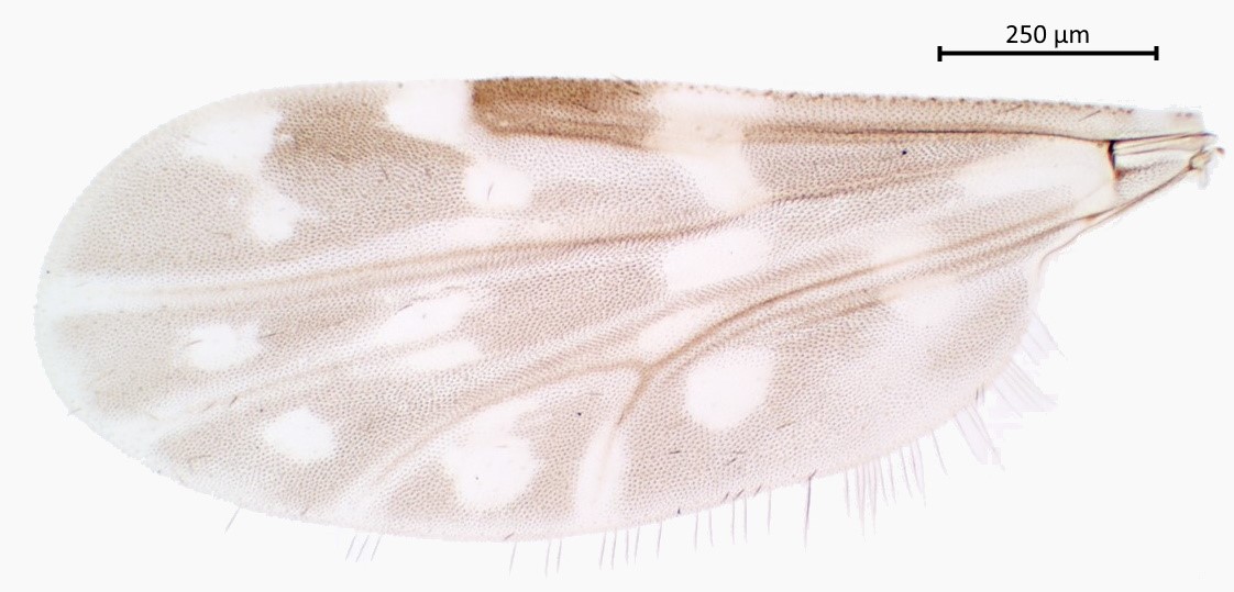 Culicoides (Diptera: Ceratopogonidae) of Ontario: A Dichotomous Key and ...