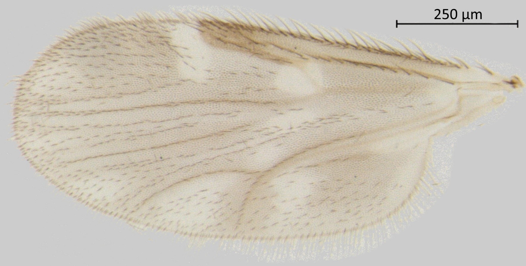 Culicoides (Diptera: Ceratopogonidae) of Ontario: A Dichotomous Key and ...