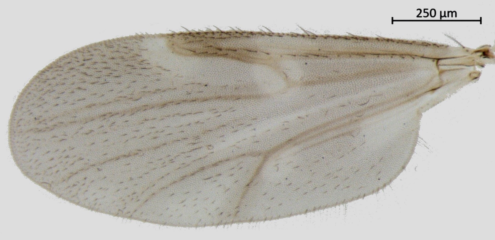 Culicoides (Diptera: Ceratopogonidae) of Ontario: A Dichotomous Key and ...