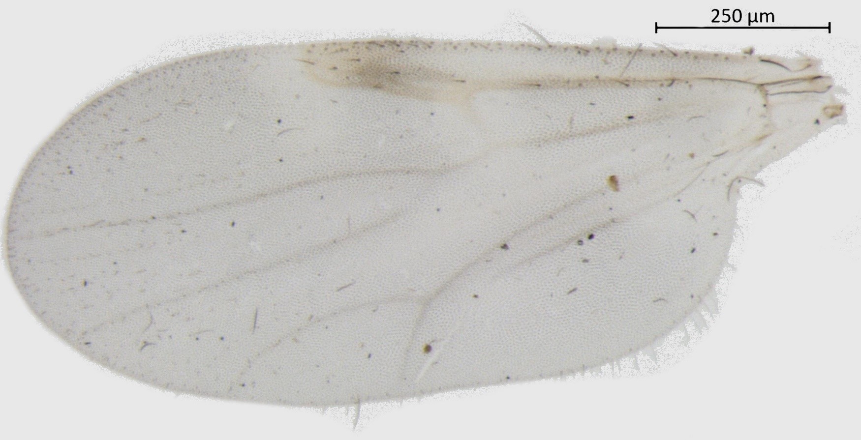 Culicoides (Diptera: Ceratopogonidae) of Ontario: A Dichotomous Key and ...