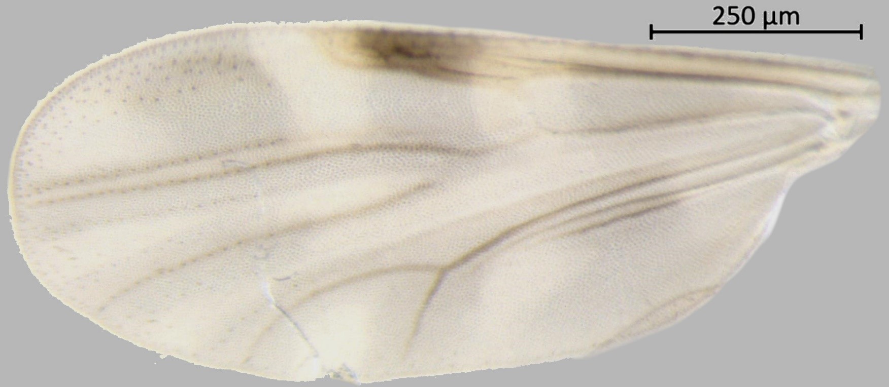 Culicoides (Diptera: Ceratopogonidae) of Ontario: A Dichotomous Key and ...