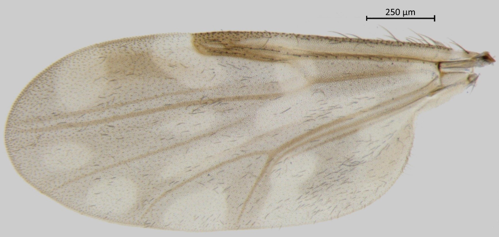 Culicoides (Diptera: Ceratopogonidae) of Ontario: A Dichotomous Key and ...