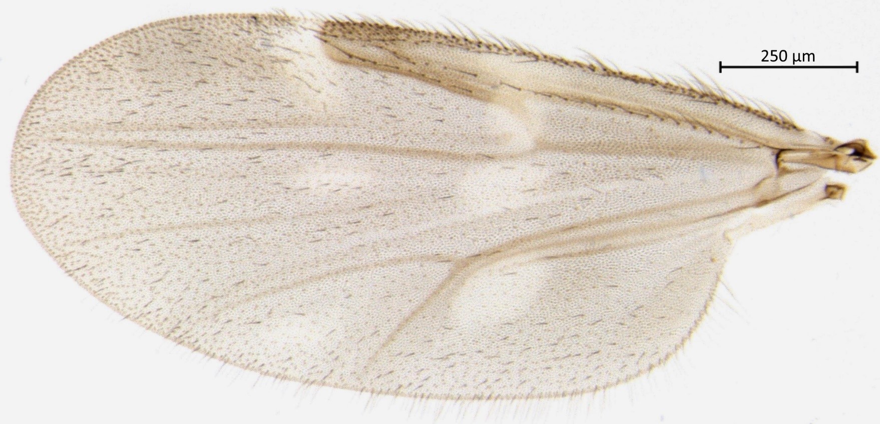 Culicoides (Diptera: Ceratopogonidae) of Ontario: A Dichotomous Key and ...