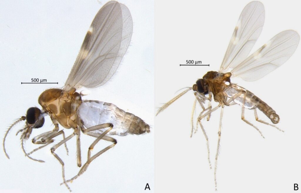 Culicoides (Diptera: Ceratopogonidae) of Ontario: A Dichotomous Key and ...