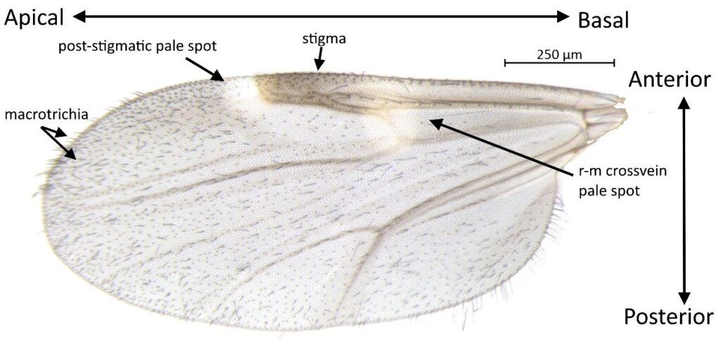 Culicoides (Diptera: Ceratopogonidae) of Ontario: A Dichotomous Key and ...