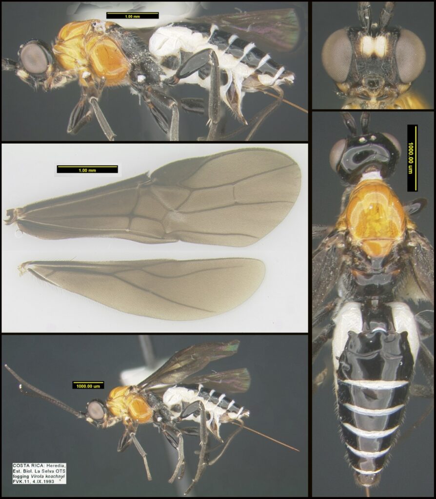 Key to the New World genera of Braconinae (Hymenoptera: Ichneumonoidea ...