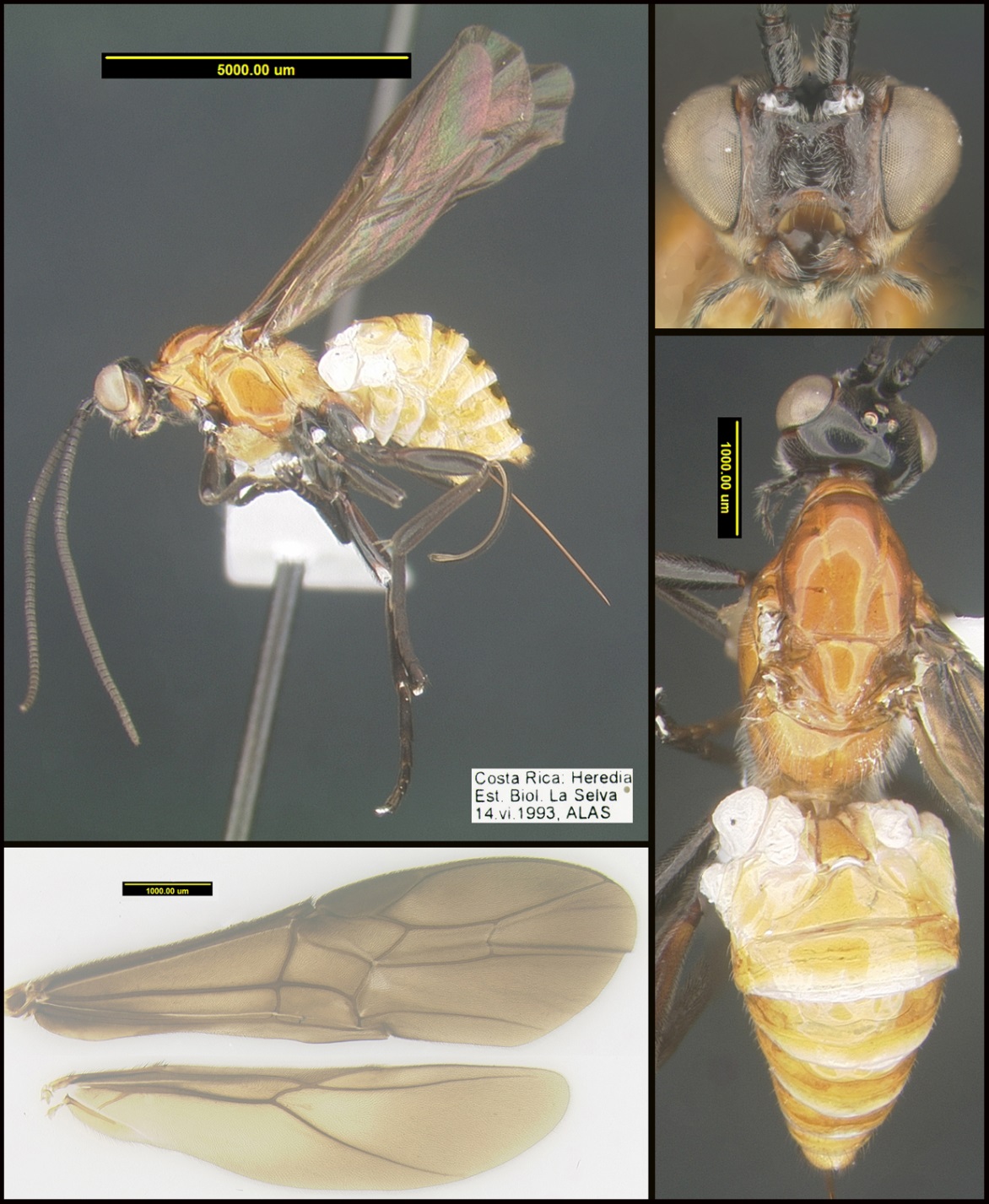 Key to the New World genera of Braconinae (Hymenoptera: Ichneumonoidea ...