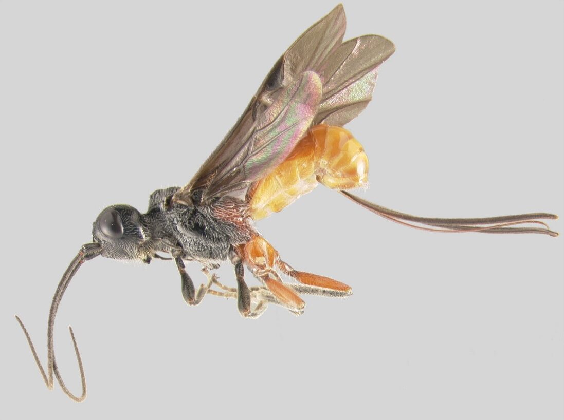 Key to the New World genera and subgenera of Cenocoeliinae (Hymenoptera ...