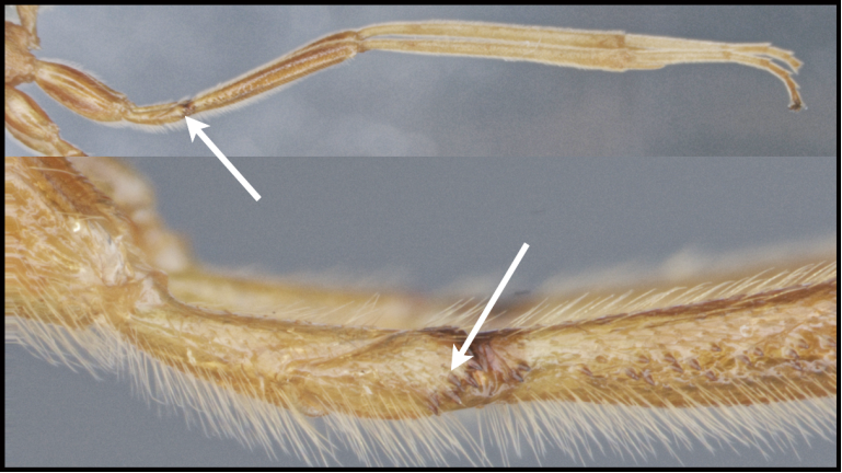 Key to the New World genera of Macrocentrinae (Hymenoptera: Ichneumonoidea: Braconidae) and ...