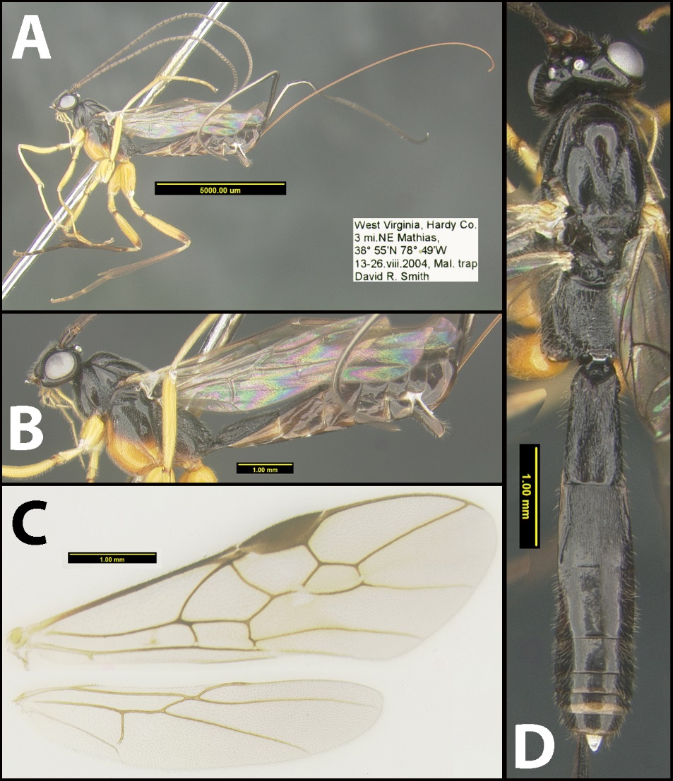 Key to the New World genera of Macrocentrinae (Hymenoptera: Ichneumonoidea: Braconidae) and ...